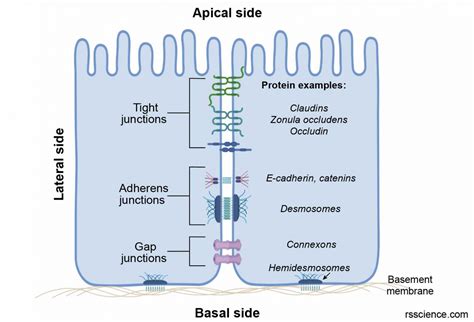 Epithelium Definition Characteristics Cell Structures Types And