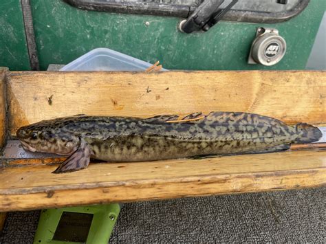 Burbot — The Kootenai River Leopard — Is The Perfect Way To Cure Cabin