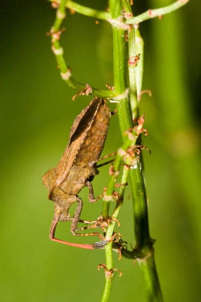 940 Coreidae Fotos Fotografías De Stock Fotos E Imágenes Libres De