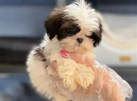 تعبیر خواب سگ مرده برای زن متاهل و باردار و دختر مجرد و از دید مولف