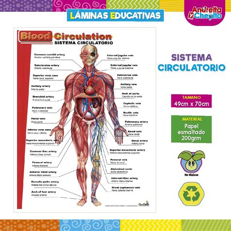 Los Nmeros Del Sistema Circulatorio Humano Cuaderno De Cultura