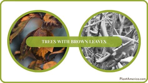 Trees With Brown Leaves What Causes Them And How To Fix Plant America