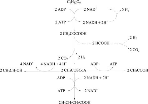 Pathway Of Hydrogen Production From Fermentation Of Glucose Yan Et