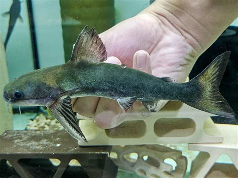 Emerald Megamouth Catfish Tocantinsia Piresi Zoochat