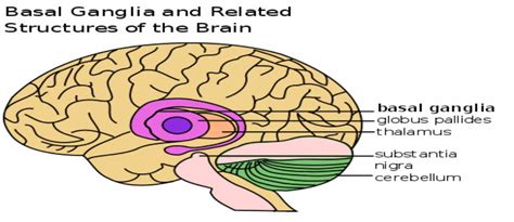 Researchers Find Rare Genetic Cause Of Tourette Syndrome Neuroscience