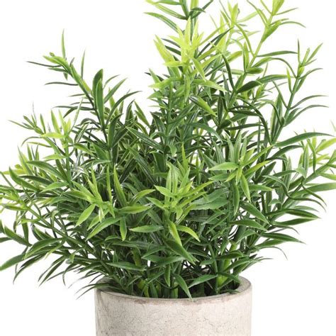 Plantas Chitose