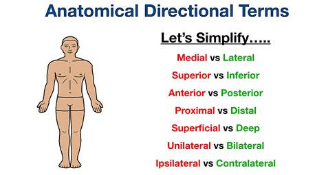 Anatomical Position And Directional Terms Anatomy Made 58 Off