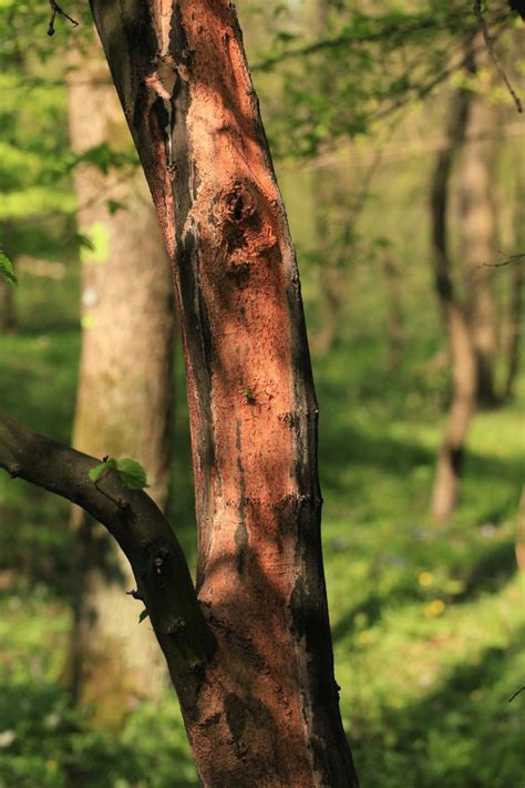 Cryptococcus Spp Orange Slime