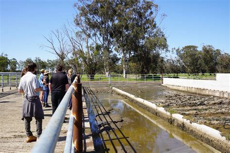 Exploring Dairy Effluent Management Systems For Healthier Estuaries