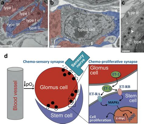 Glomus Cellstem Cell Synapse A Ultrastructure Of A Carotid Body