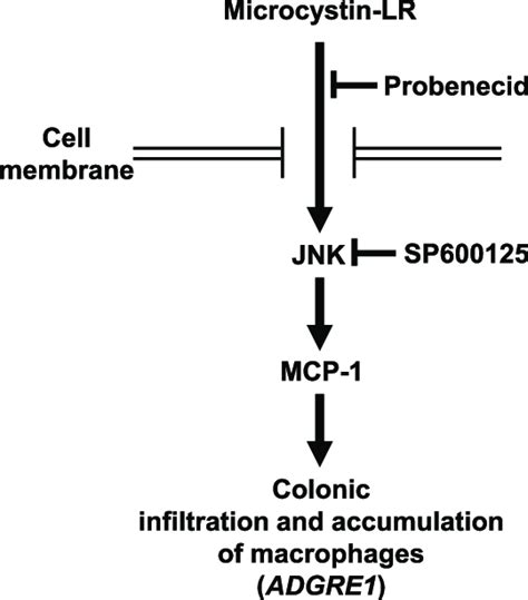 Schematic Representation Of Microcystin Lr Functions In Colon