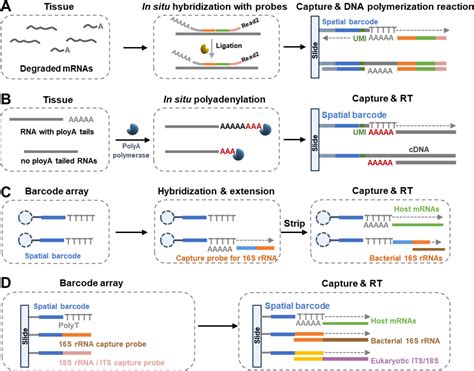 Next Generation Sequencing Based Spatial Transcriptomics A Perspective From Barcoding Chemistry