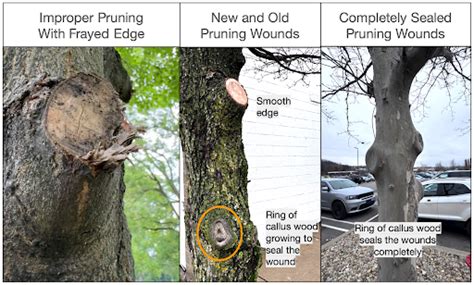 Mature Tree Care For Storm Resilience Workshop Tree Pittsburgh