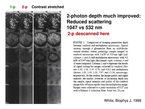 Ppt Multiphoton Excited Fluorescence Microscopy Principles Instrumentation And Some