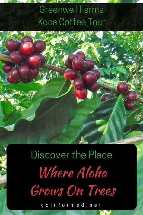 Aloha Grows On Trees Kona Coffee Farm Tour At Greenwell Farms Kona Coffee Coffee Farm Farm Tour