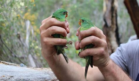 Swift Parrot Archives Australian Geographic Swift Parrot Archives Australian Geographic