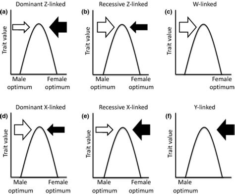 The Scope And Strength Of Sex Specific Selection In Genome Evolution Pmc