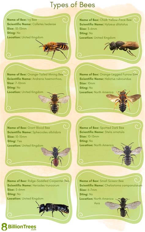 46 Free Printable Bee Identification Charts [pdf]