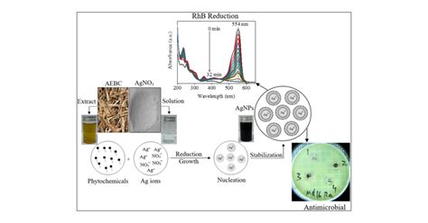 Green Synthesis Of Silver Nanoparticles Using Acacia Ehrenbergiana Plant Cortex Extract For