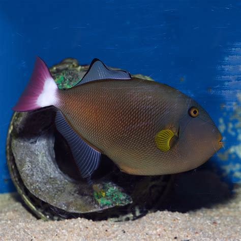 Pinktail Trigger Fast Delivery Abyss Aquatics Uk