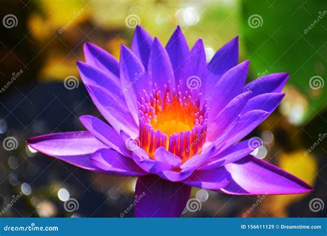 Lotus Roxo Em Libras Imagem De Stock Imagem De Tomada 156611129