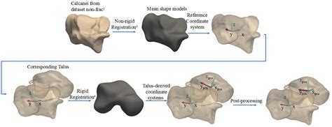 Talus‐derived Reference Coordinate System For 3d Calcaneal Assessment