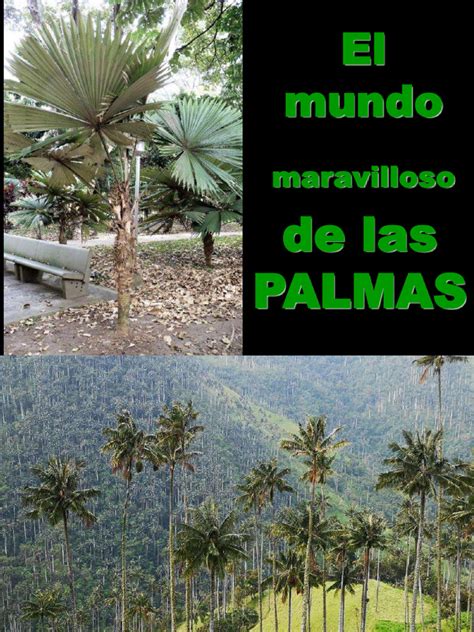 Clasificación Y Manejo De Palmas Pdf Arecaceae Semilla