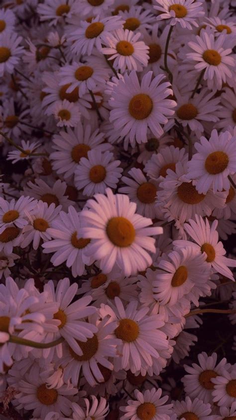 Daisy Artofit