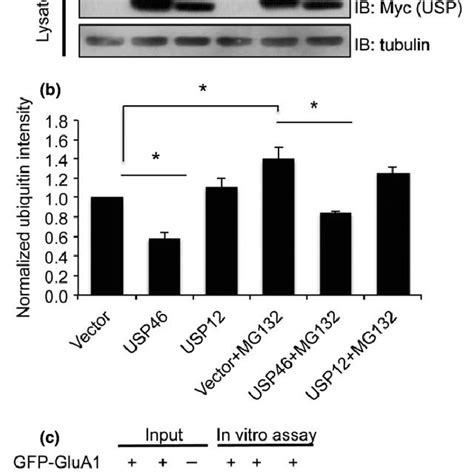 Usp46 Deubiquitinates Glutamate Receptor Subunit 1 Glua1 In Vivo And