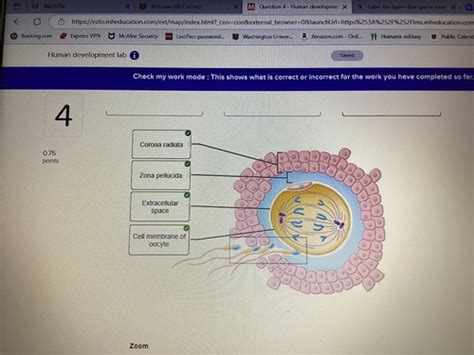 Human Development Lab Flashcards Quizlet
