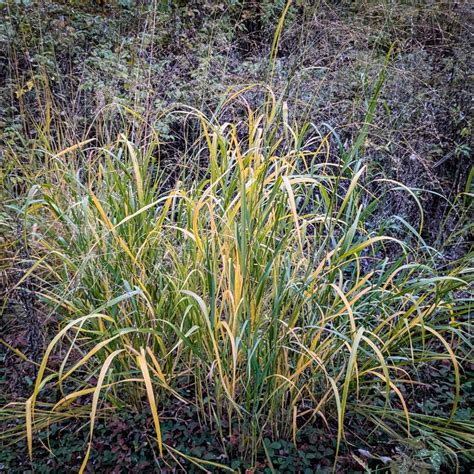 Panicum Virgatum Switchgrass Swallowtail Native Plants