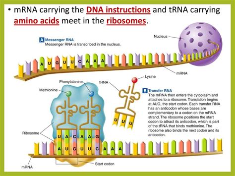 Protein Synthesis презентация онлайн