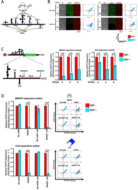 Design And Evaluation Of Protein Responsive Circrna Switches A Download Scientific Diagram