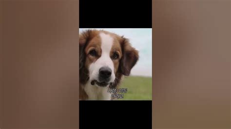 내 최고의 영화베일리 어게인찰리푸스 베일리 어게인 Youtube