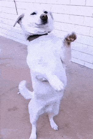 Happy Dog S Tenor