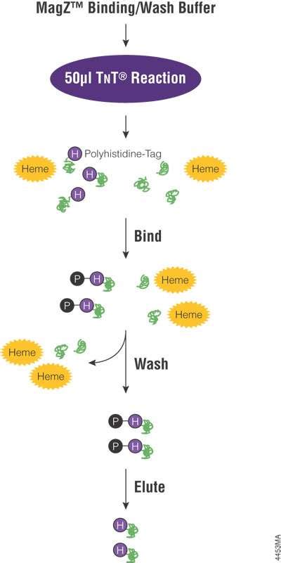 Introduction To Protein Purification Molecular Products Co