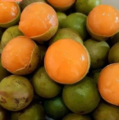 Buy One And Get One Free Spanish Lime Tree 10 Inches Mamoncillo Tree
