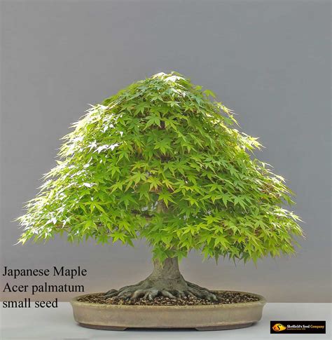 Acer Palmatum Small Seeded Common Bonsaihardwood Japanese Maple