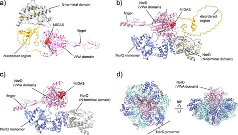 Single Chain And Multimer Models Of Nord And Norq Using Alphafold A Download Scientific