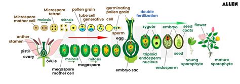 Double Fertilization Definition Process And Embryo Development