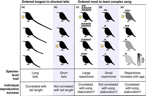 schematic of traits that may predict the presence of sexual selection