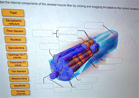 The Internal Components Of The Skeletal Muscle Fiber Triad Sarcoplasmic Reticulum Thick