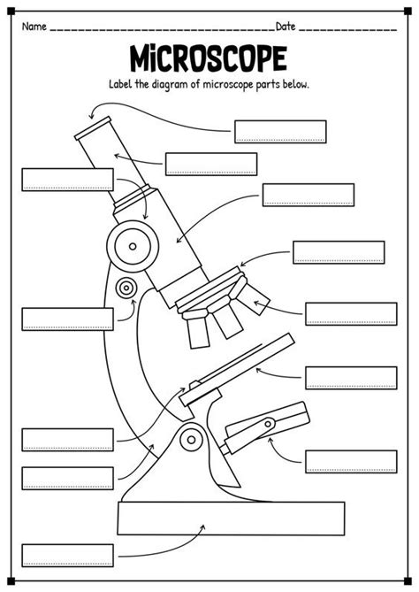 15 Printable Microscope Worksheet In 2025 Biology Worksheet Teaching