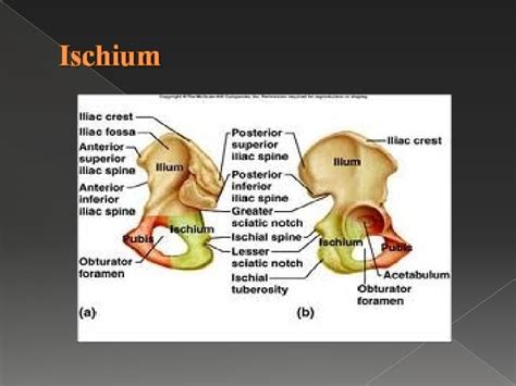 Appendicular Skeleton Honors Anatomy Chapter 7 Part Ii