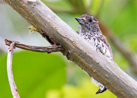 Ocellated Piculet Picumnus Dorbignyanus Jelskii 201810 Flickr