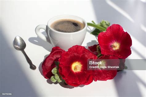맬로 붉은 꽃과 흰 배경 근접 촬영에 테이블에 아침 햇빛에 거품 실버 작은 술과 블랙 커피의 흰색 컵의 공휴일에 대한 스톡 사진 및 기타 이미지 Istock