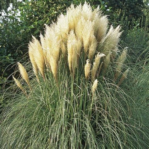 Pampas Grass Zone Map At Imogen Repin Blog