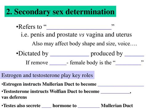 Ppt Chapter 17 Sex Determination Powerpoint Presentation Free Download Id3288339