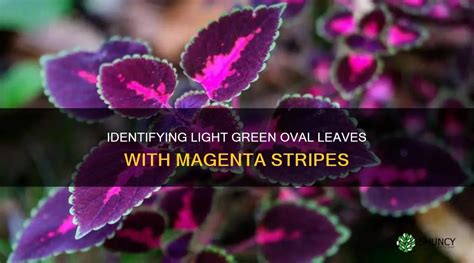 Identifying Light Green Oval Leaves With Magenta Stripes Shuncy