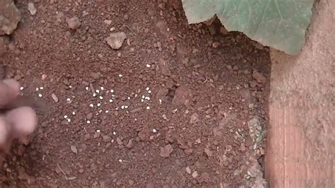 Como Plantarcultivar Jiló Morro Redondo Mundo Animal Bh